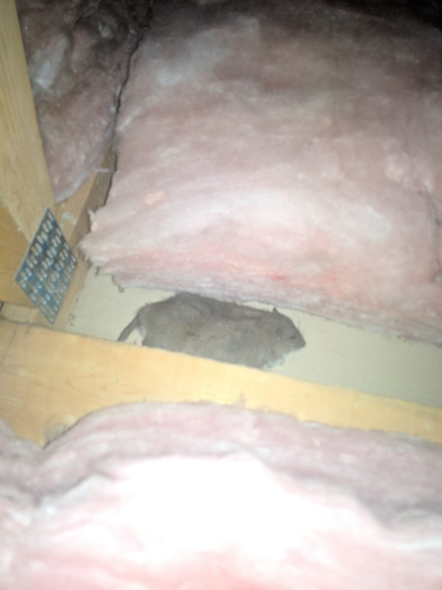 How To Dispose Of A Dead Rat - 5 Step Guide - DIY Rodent Control