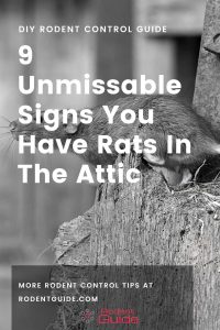 9 Unmissable Signs You Have Rats In The Attic - DIY Rodent Control