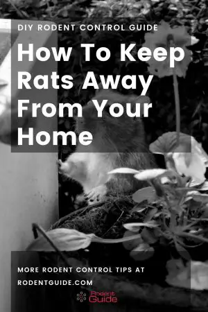 Preventing Rat Infestations in Your Home: Tips and Tricks for a Rat ...