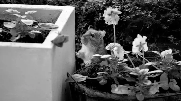 Preventing Rat Infestations in Your Home: Tips and Tricks for a Rat ...