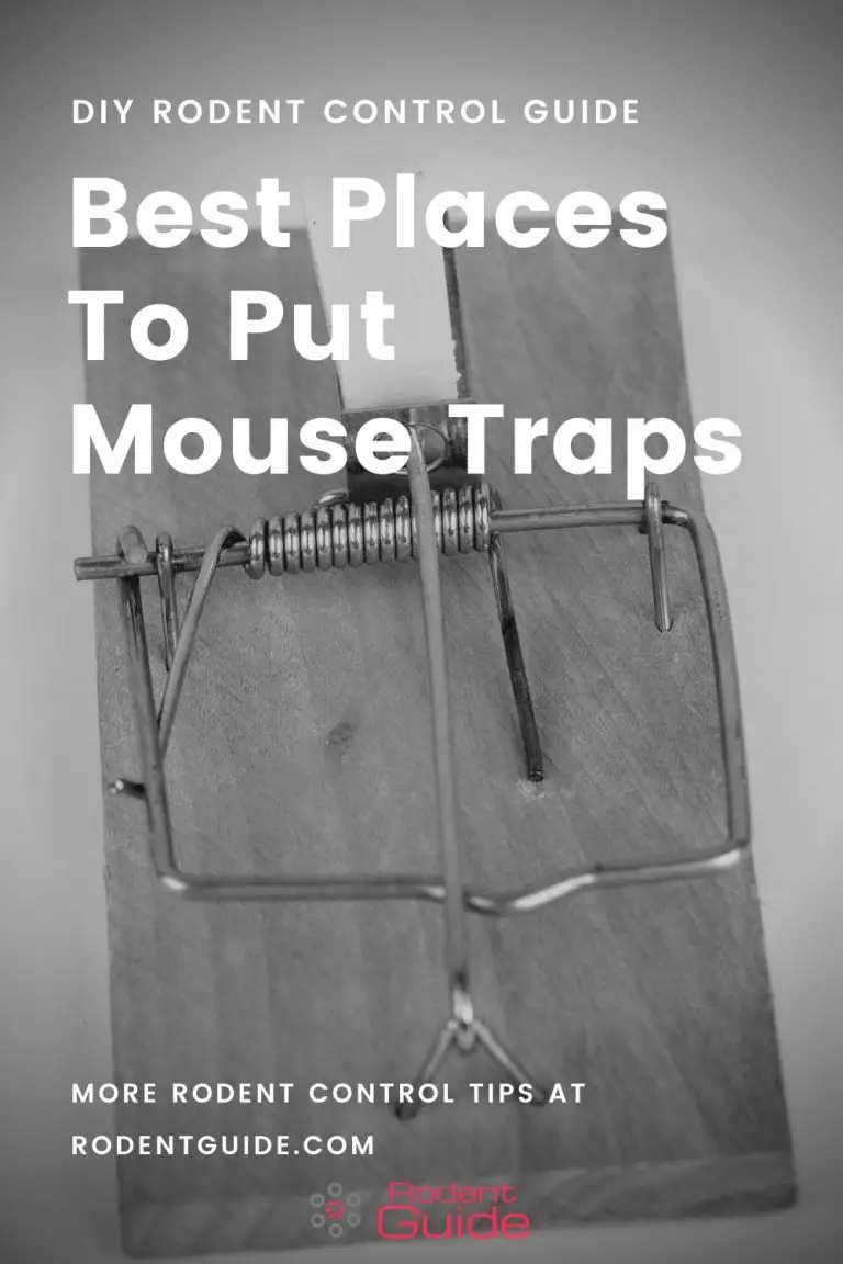 6 Best Places To Put Mouse Traps To Increase Success - DIY Rodent Control