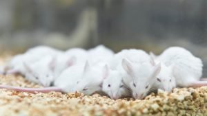 7 Ways To Confirm That All The Mice Are Gone - DIY Rodent Control