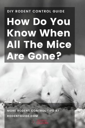 7 Ways To Confirm That All The Mice Are Gone - DIY Rodent Control