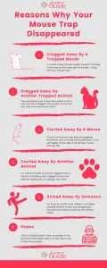 Mouse Trap Disappeared? Stop It From Happening Now - DIY Rodent Control