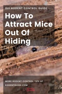 How To Attract Mice Out Of Hiding - DIY Rodent Control
