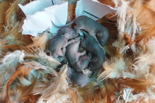 Where Do Mice Nest In A House? 6 Tempting Areas - DIY Rodent Control