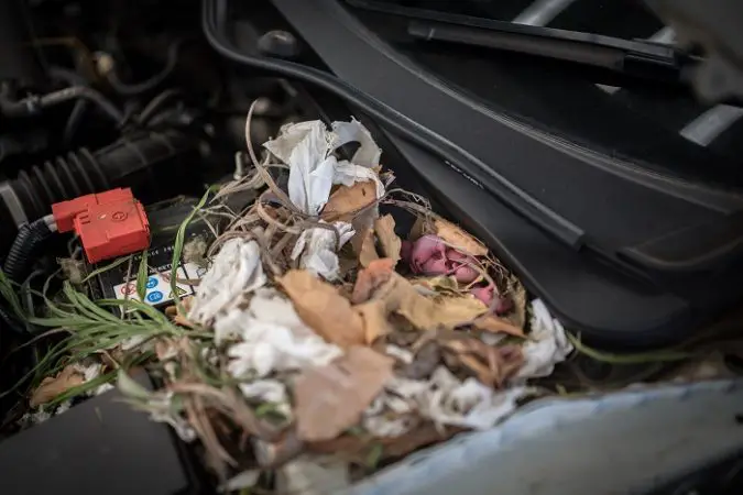 Where Do Mice Nest In A House? 6 Tempting Areas - DIY Rodent Control