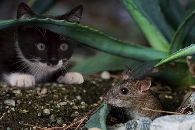 How To Attract Mice Out Of Hiding - DIY Rodent Control