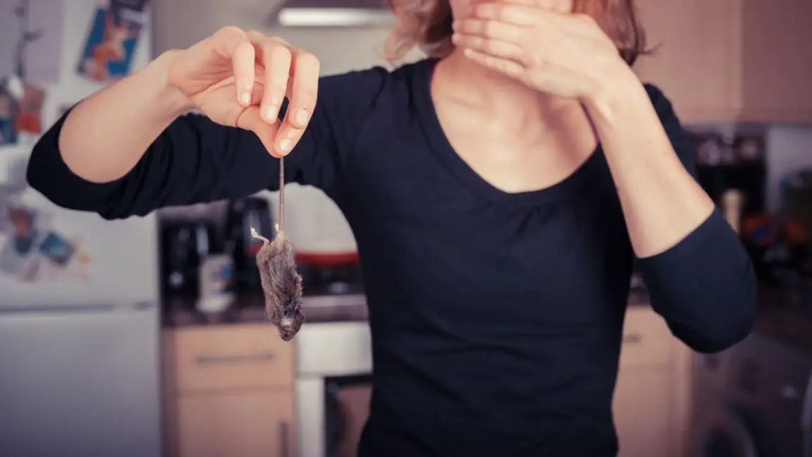 Get Rid Of Mice Now | 10 Step Guide For DIY Mouse Control - DIY Rodent ...