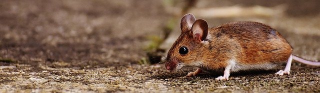How To Dispose Of A Live Mouse - DIY Rodent Control