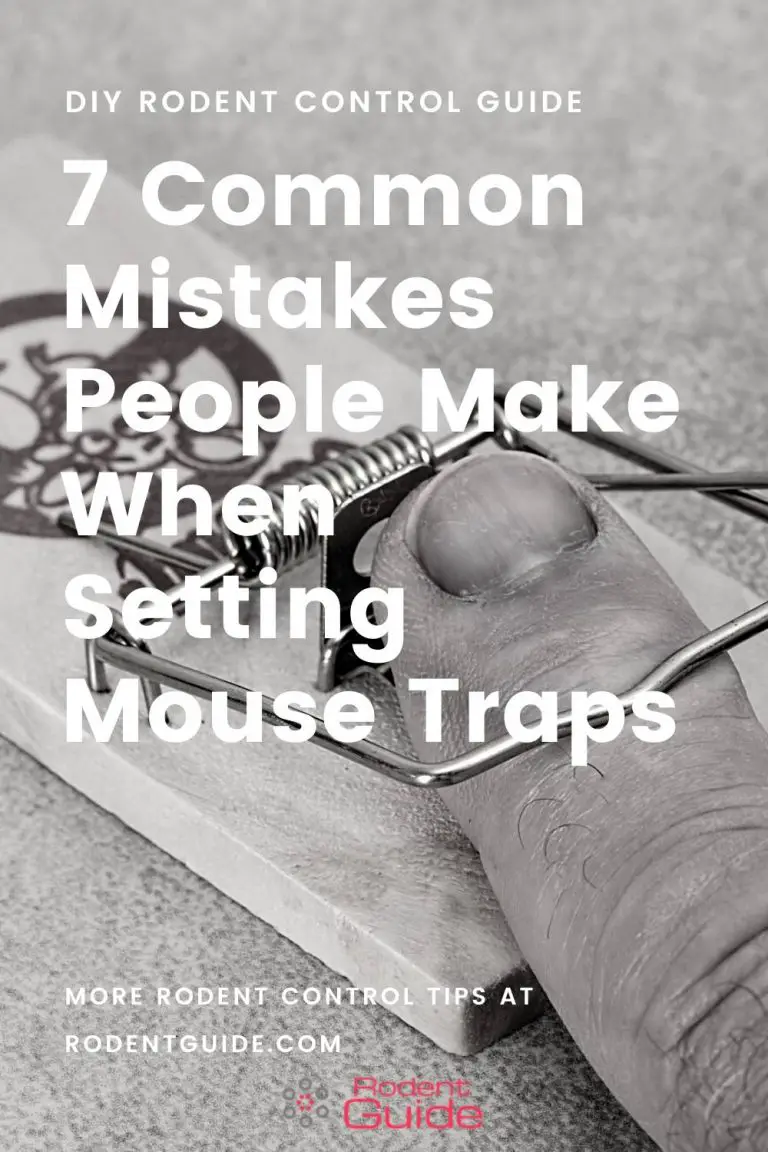 7 Common Mouse Trap Mistakes To Avoid - DIY Rodent Control