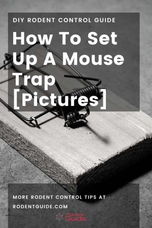 How To Set Up A Mouse Trap [Pictures] Complete Guide - DIY Rodent Control