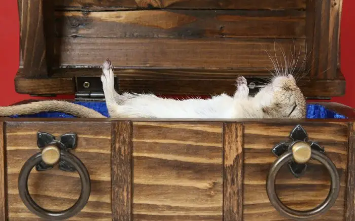 are-mice-glue-traps-inhumane-for-mice-control-diy-rodent-control