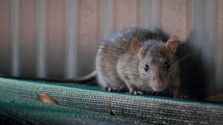 Where Do Rats Nest? 6 Common Places - DIY Rodent Control