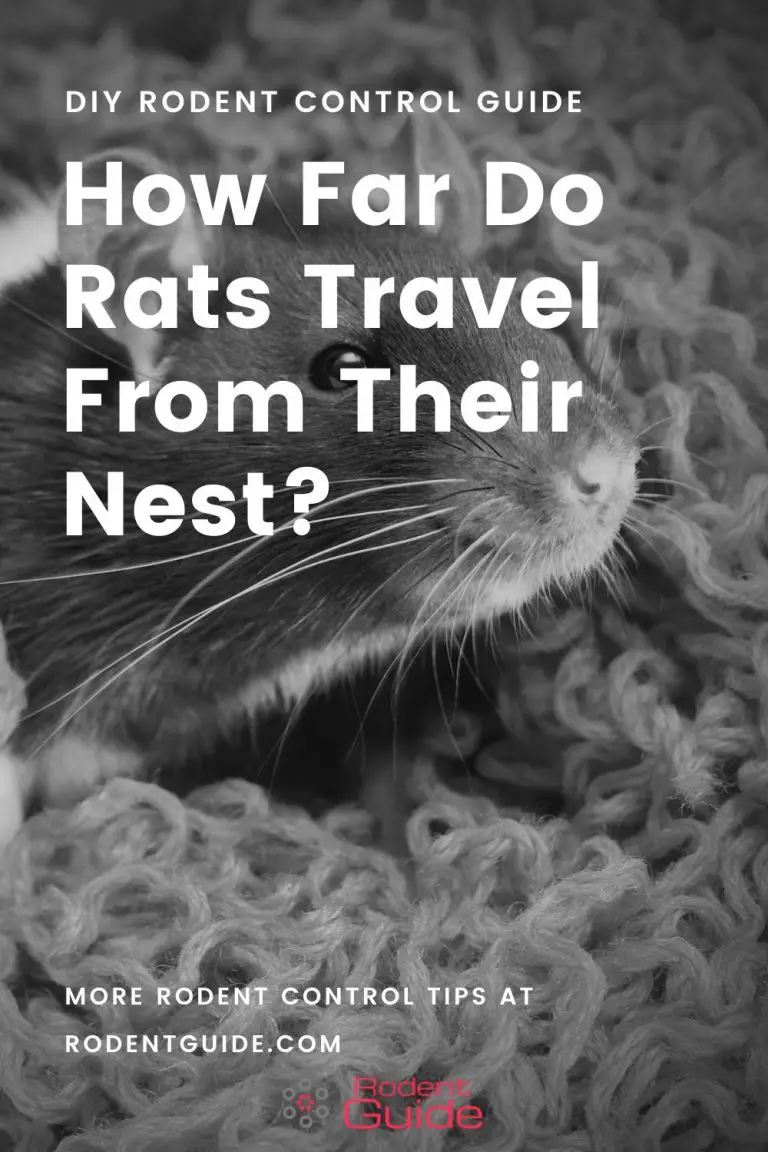 How Far Do Rats Travel From Their Nest? - DIY Rodent Control