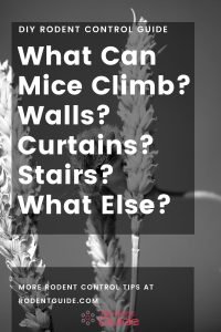 Can Mice Climb? Yes - And Here Is A Detailed List - DIY Rodent Control
