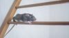 What Can Rats Climb? Detailed List Here - DIY Rodent Control