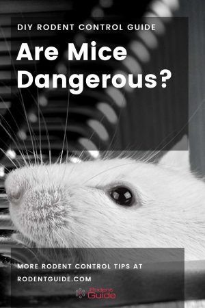 8 Reasons Why Mice Are Dangerous - DIY Rodent Control