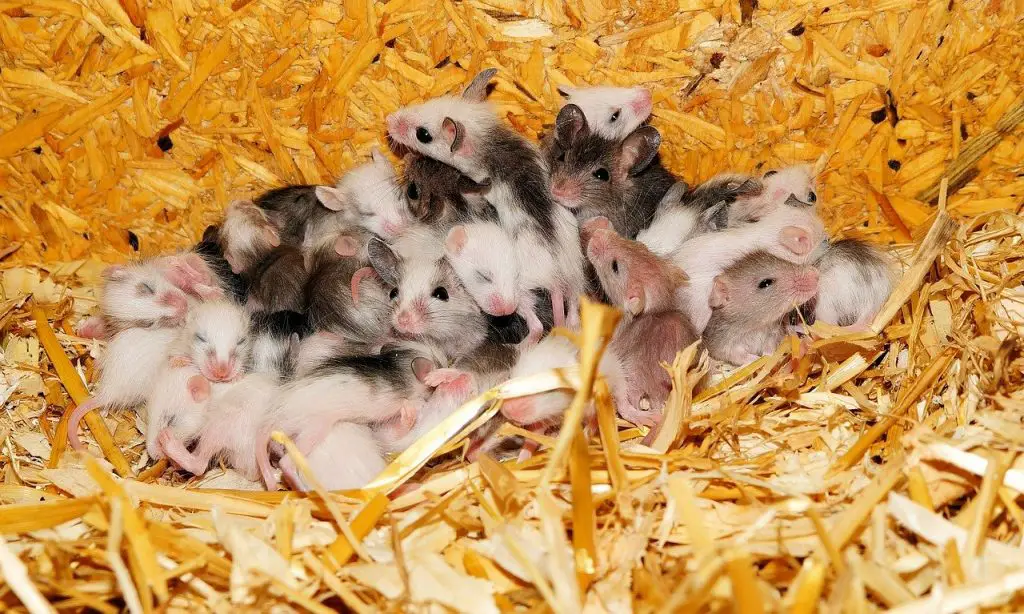 Homemade Mouse Repellent - 7 Essential Options - DIY Rodent Control