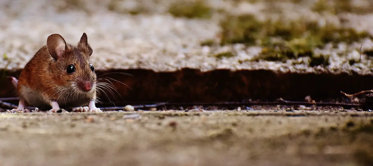 Mice In Walls But Not In House? Massive Problem! - DIY Rodent Control