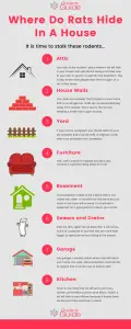 Where Do Rats Hide In A House - These 8 Places - DIY Rodent Control