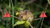 8 Reasons Why Mice Are Dangerous - DIY Rodent Control
