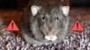 8 Reasons Why Rats Are Dangerous - DIY Rodent Control