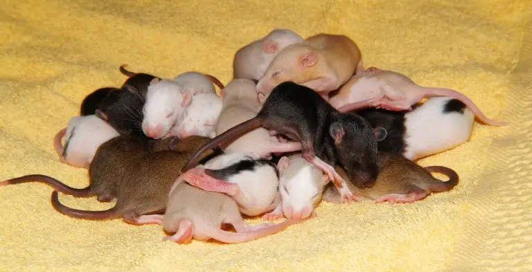 Where Do Rats Nest? 6 Common Places - DIY Rodent Control
