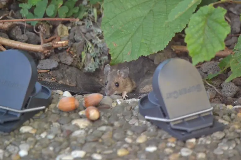 Homemade Mouse Repellent - 7 Essential Options - DIY Rodent Control