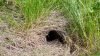Where Do Rats Burrow? And 5 Ways To Destroy Them - DIY Rodent Control