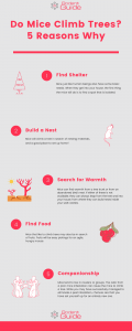 Can Mice Climb Trees - 5 Reasons Why They Do - DIY Rodent Control