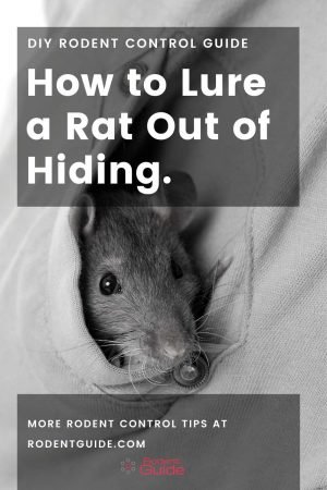How to Lure a Rat Out of Hiding - 5 Tips - DIY Rodent Control