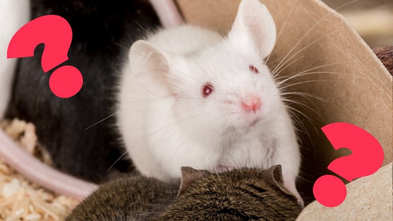 20+ Interesting Mice Questions Answered - DIY Rodent Control