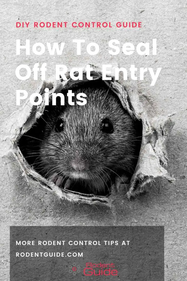 Rat Entry Points - 9 Shocking Ways In - DIY Rodent Control