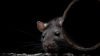 Your Guide On How To Get Rid Of Rats In The Garage - DIY Rodent Control
