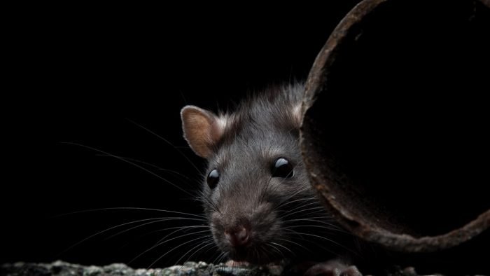 Where Do Rats Burrow? And 5 Ways To Destroy Them - DIY Rodent Control