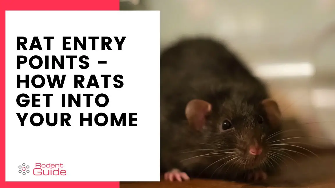 Rat Entry Points - 9 Shocking Ways In - DIY Rodent Control