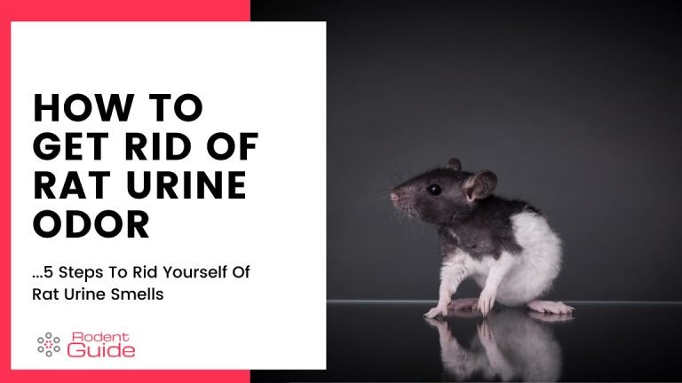 How To Get Rid Of Rat Urine Odor - 5 Steps - DIY Rodent Control