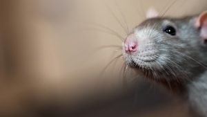 Where Do Rats Hide In A House - 8 Places - DIY Rodent Control