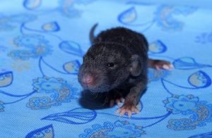 What Does A Baby Rat Look Like? Essential Guide - DIY Rodent Control