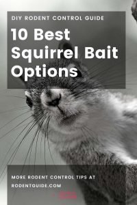 10 Best Squirrel Bait Options - DIY Rodent Control