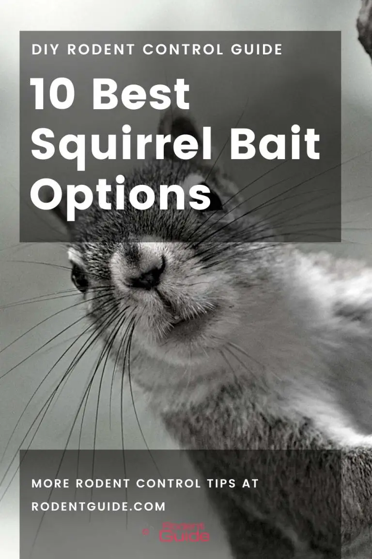 10 Best Squirrel Bait Options - DIY Rodent Control