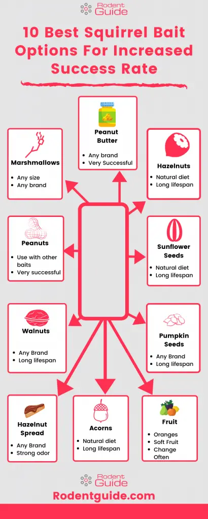 10 Best Squirrel Bait Options - DIY Rodent Control