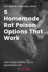 5 Homemade Rat Poison Options That Work - DIY Rodent Control