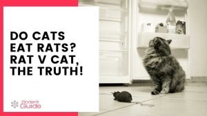 Do Cats Eat Rats? Rat v Cat, the Truth! - DIY Rodent Control