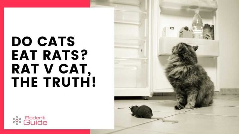 Do Cats Eat Rats? Rat v Cat, the Truth! - DIY Rodent Control