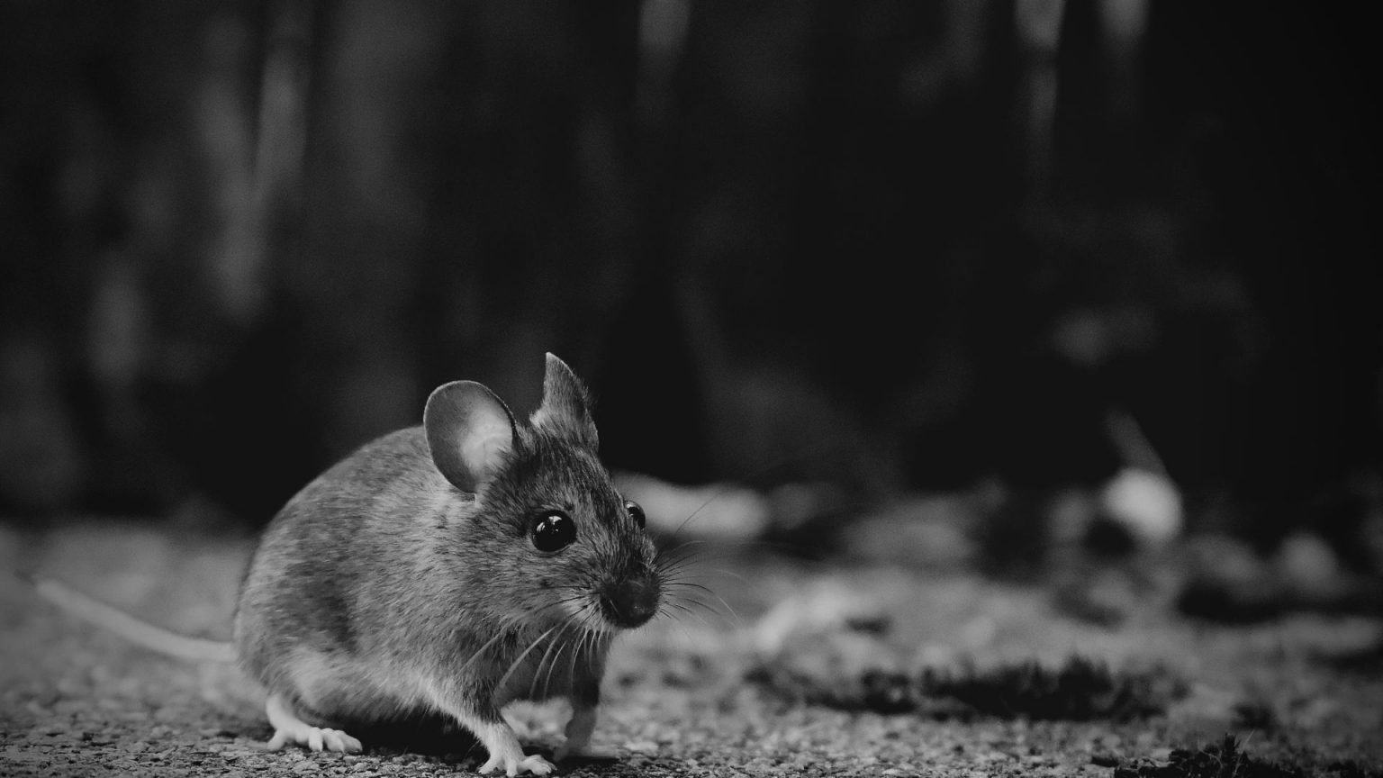 Do Mice Come Out During the Day? 5 Reasons Why They Do - DIY Rodent Control