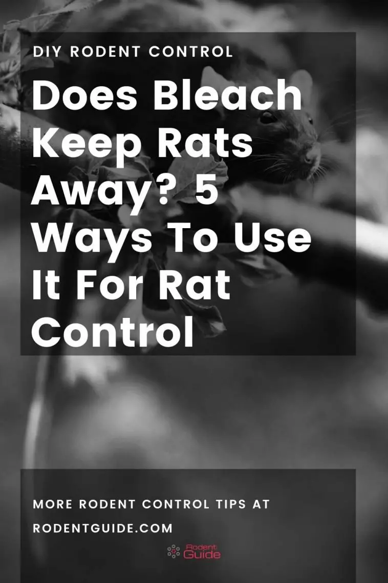 5 Ways You Can Use Bleach To Keep Rats Away - DIY Rodent Control