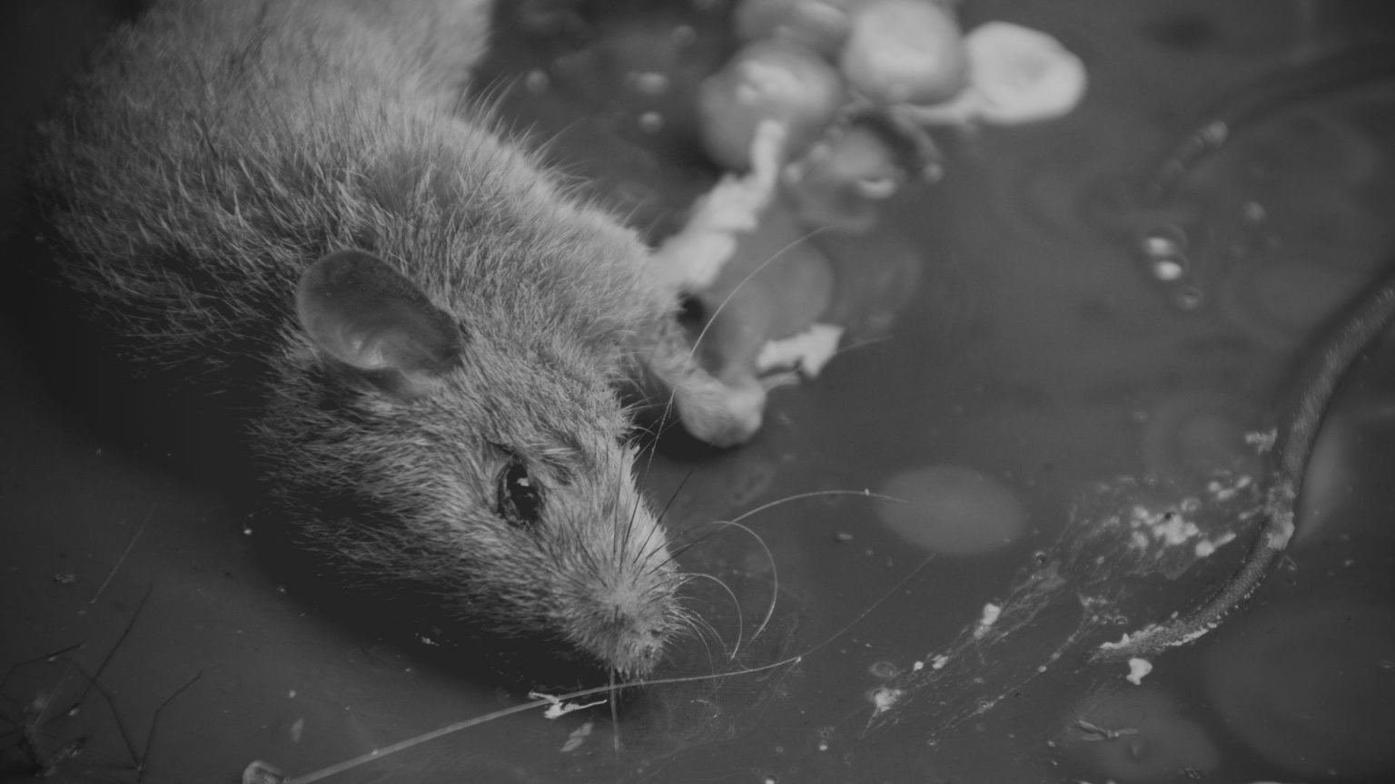 5 Homemade Rat Repellent Options That Work - DIY Rodent Control