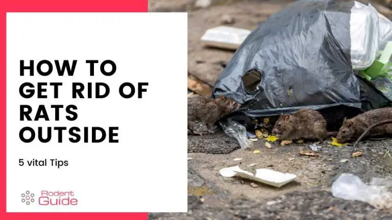 How To Get Rid Of Rats Outside - 5 Proven Tips - DIY Rodent Control